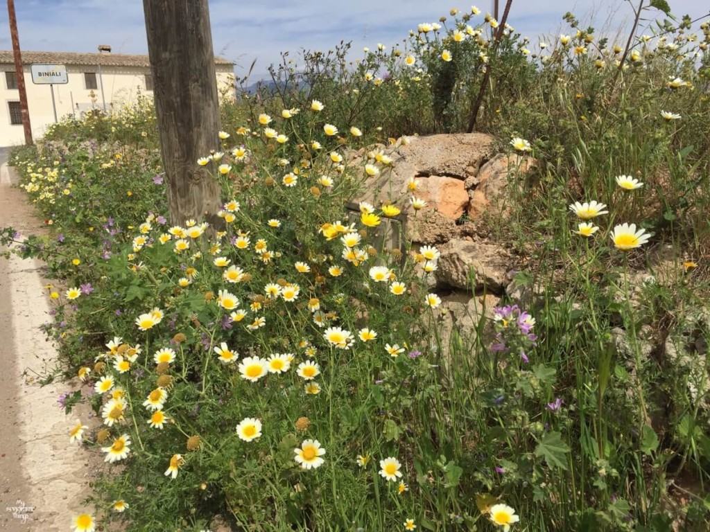 Flowers For Spring - Int'l Bloggers Club