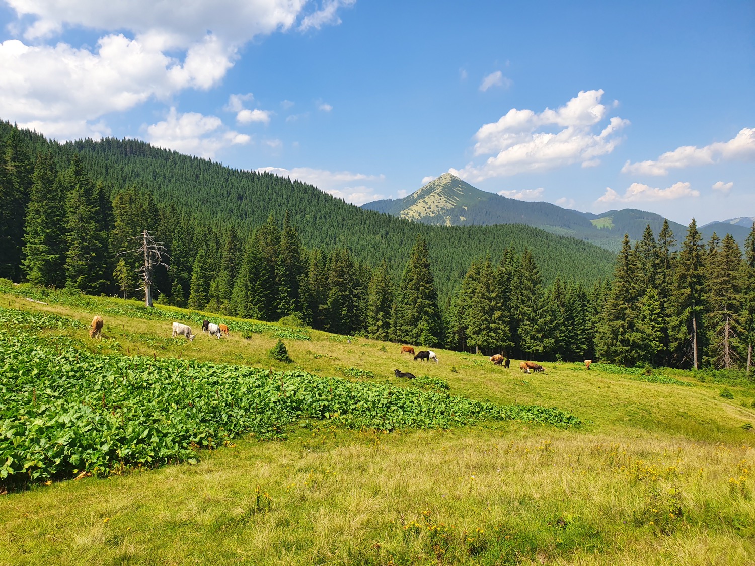12 Steps in Starting Your Farming Endeavor: A Comprehensive Guide • My ...